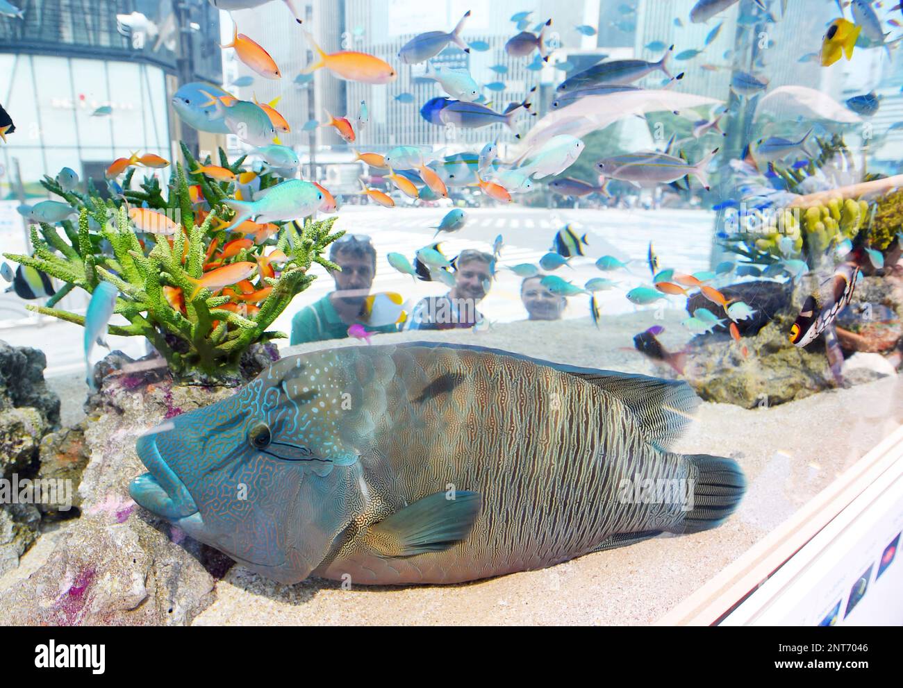 Tourists watch a giant Napoleon fish in the water tank during the Sony ...