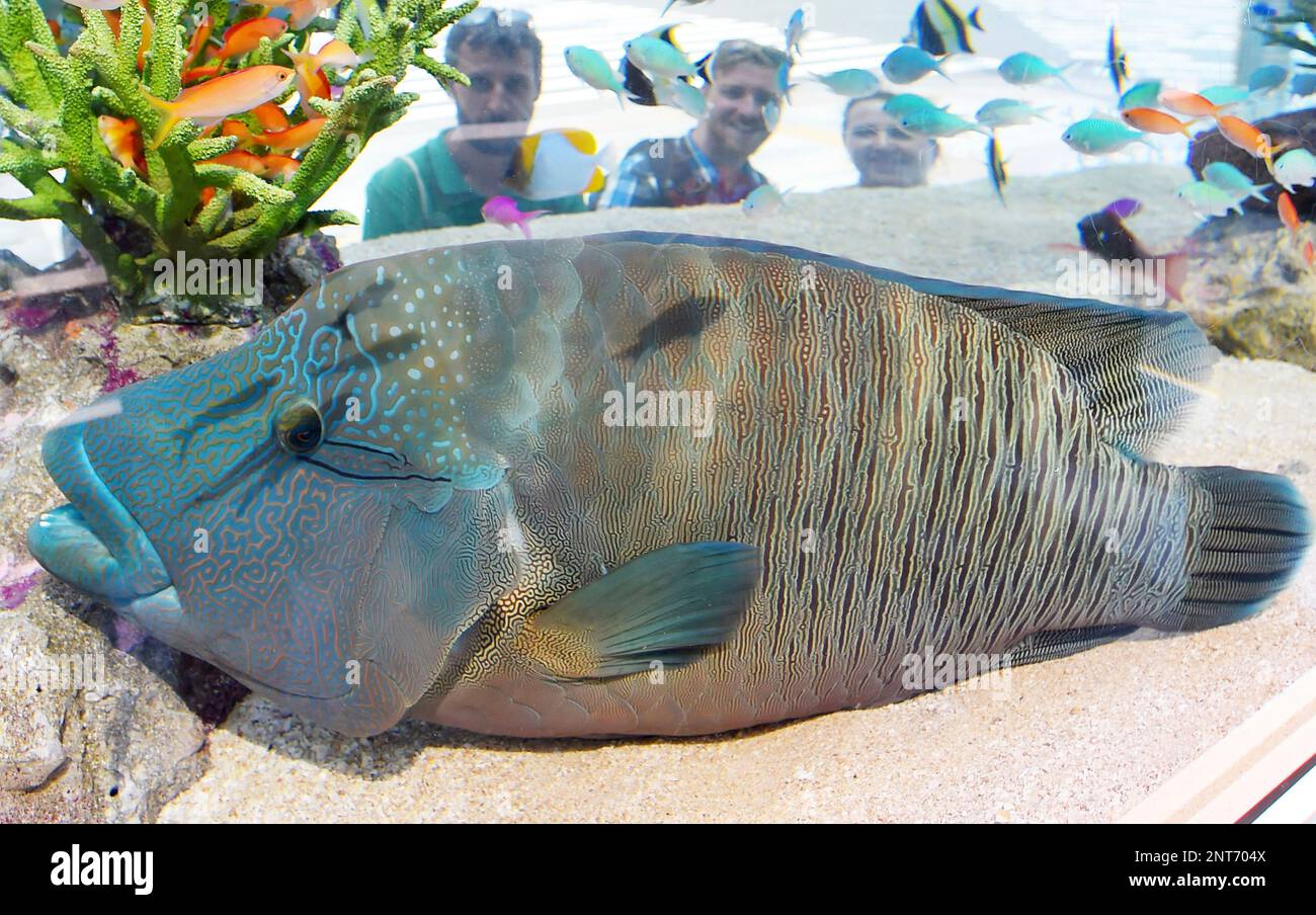Tourists watch a giant Napoleon fish in the water tank during the Sony ...