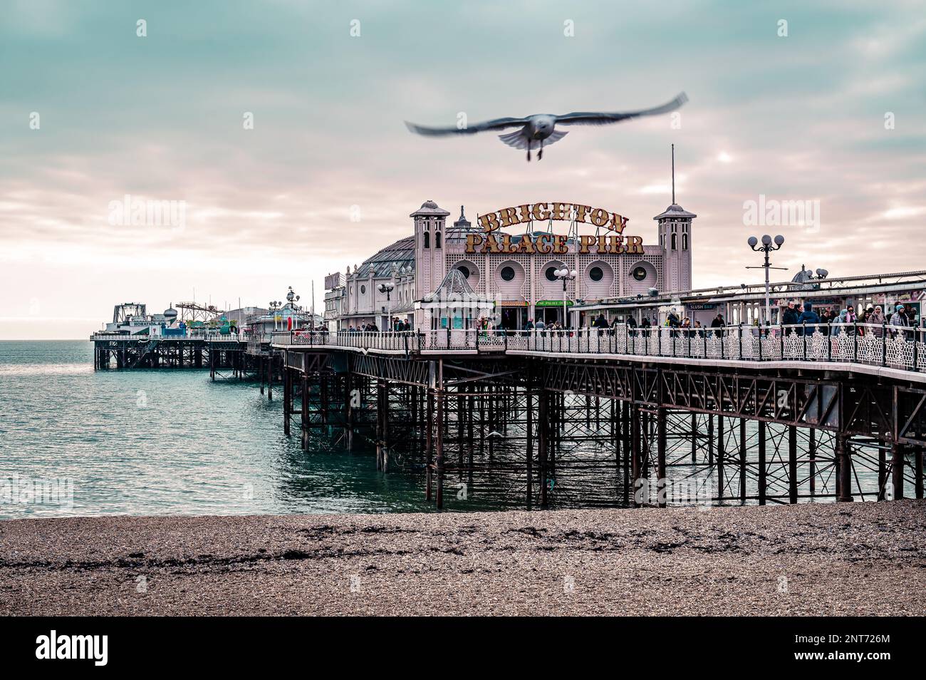 Brighton's Palace Pier during golden hour with Seagull swooping down ...