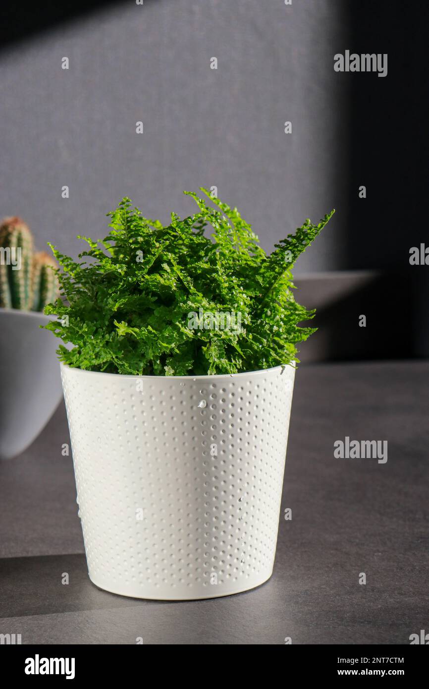 Boston fern pot hi-res stock photography and images - Alamy