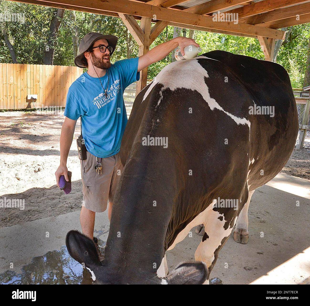 Animal keeper Clint Fagin pours sun tan lotion on Jubilee, Oatland ...