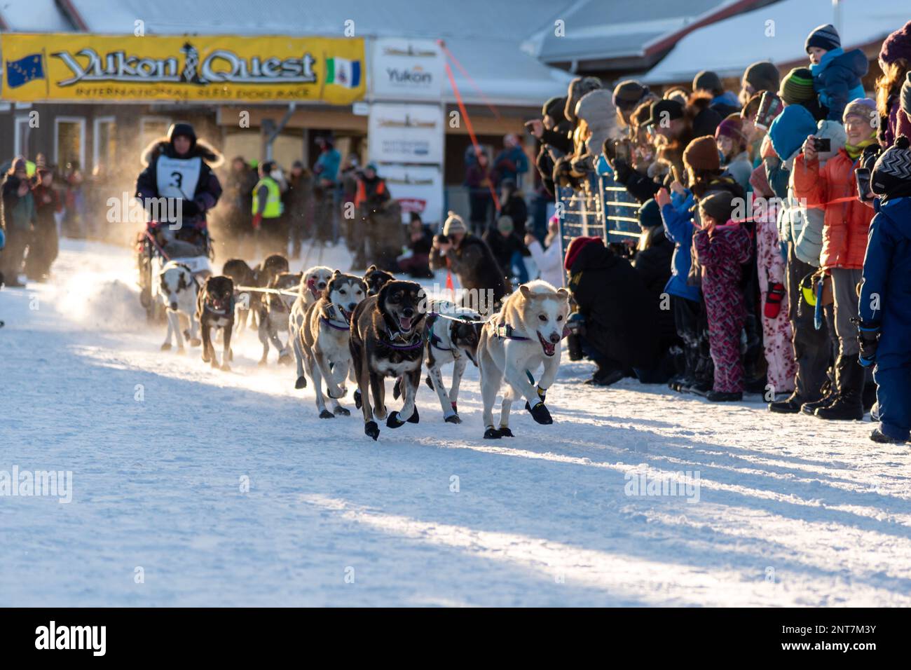 Whitehorse, Yukon Territory, Canada - February 11th 2023: YUKON QUEST ...