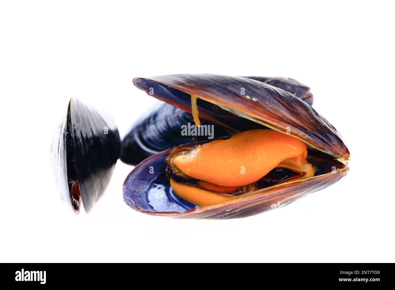 Mussels on a white background Stock Photo - Alamy