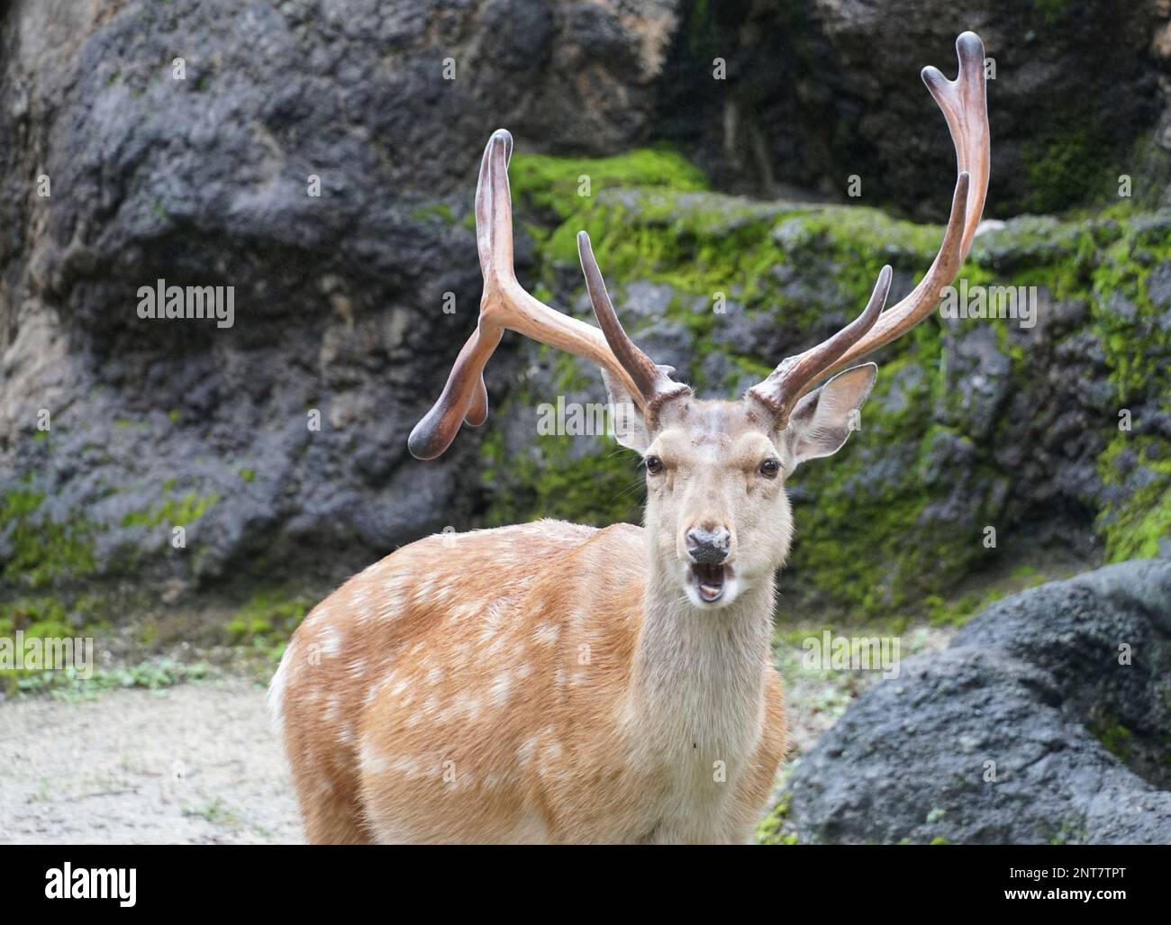 A picture taken on July 12 shows Yezo sika deer at Ueno Zoo in Tokyo ...