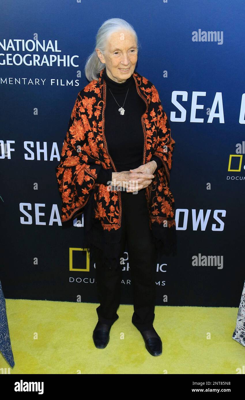 Photo by: zz/GOTPAP/STAR MAX/IPx 2019 7/10/19 Dr. Jane Goodall at the ...