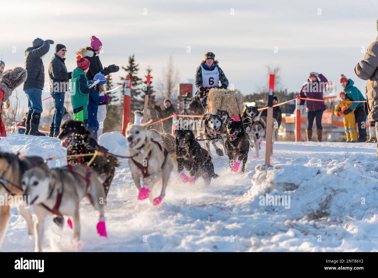Whitehorse, Yukon Territory, Canada - February 11th 2023: YUKON QUEST ...