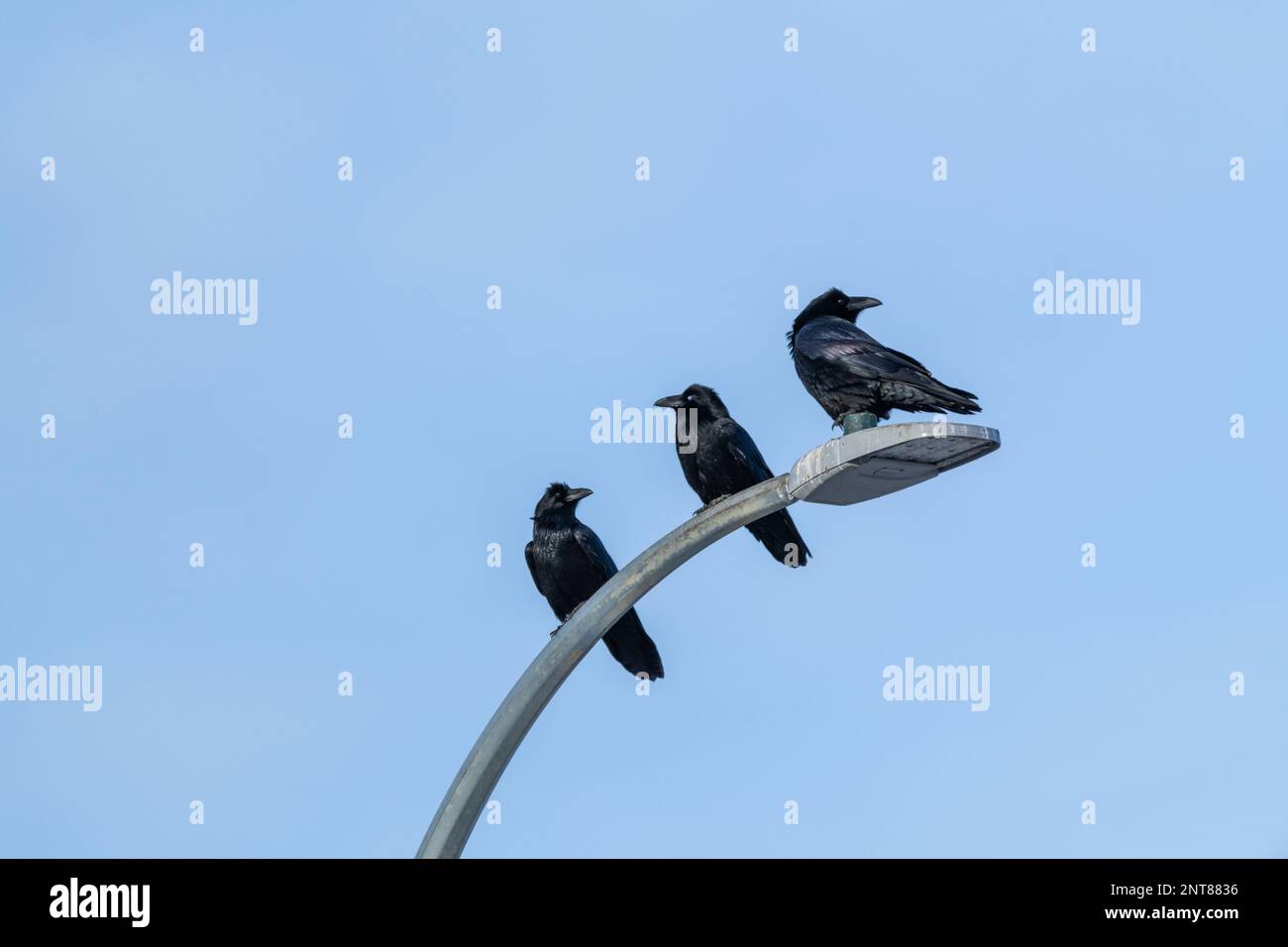 Two ravens perched together embracing in cute, family, love themed ...