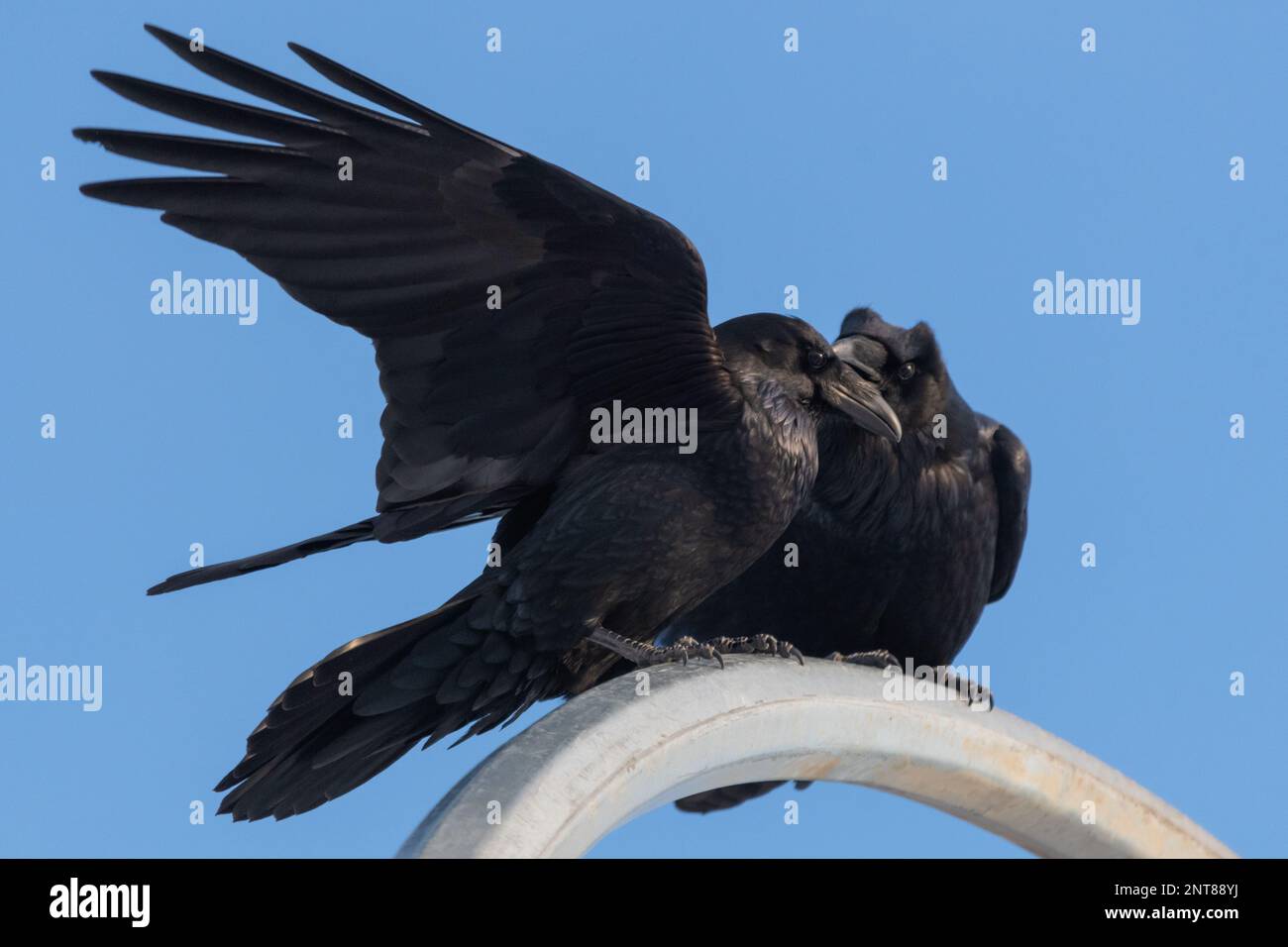 Two ravens perched together embracing in cute, family, love themed ...