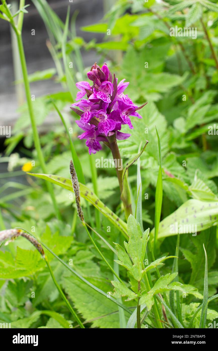 Pink Wild Orchid Near a Body of Water in Lush Spring in Europe Stock ...