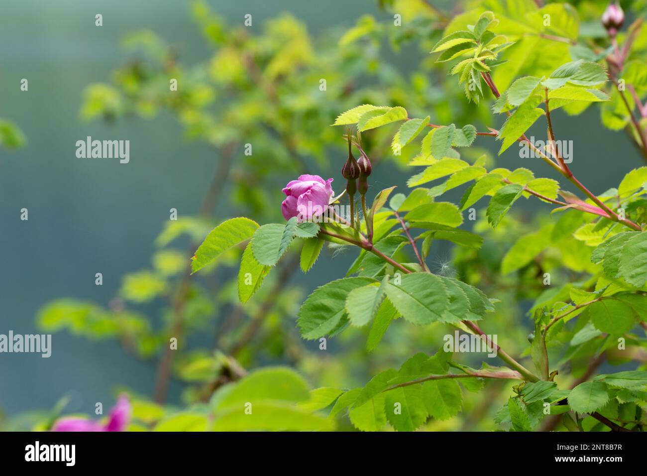 Lush wild rose bush hi-res stock photography and images - Alamy