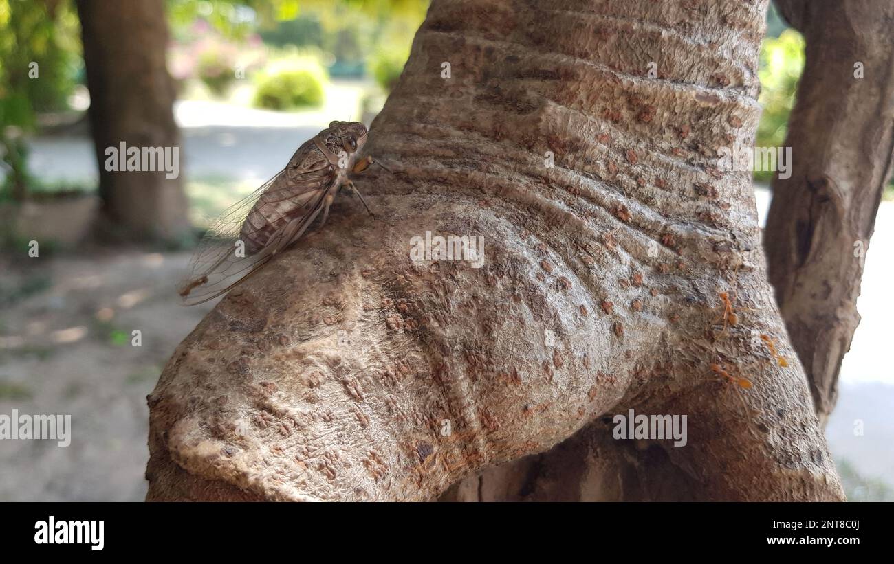 Cicada perched on a tree in the daytime in summer Stock Photo - Alamy