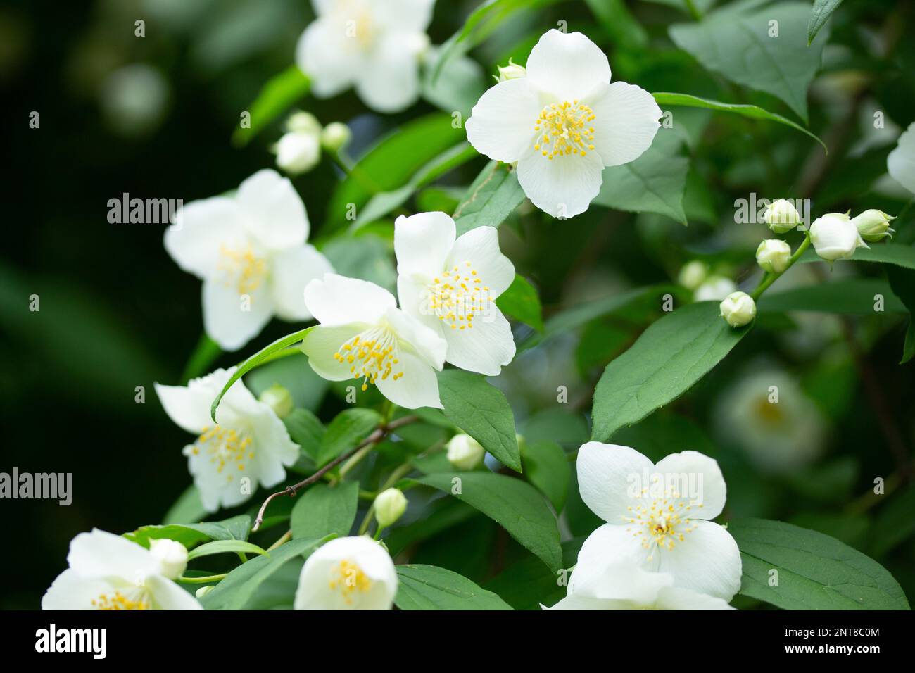 Pristine white rose hi-res stock photography and images - Alamy