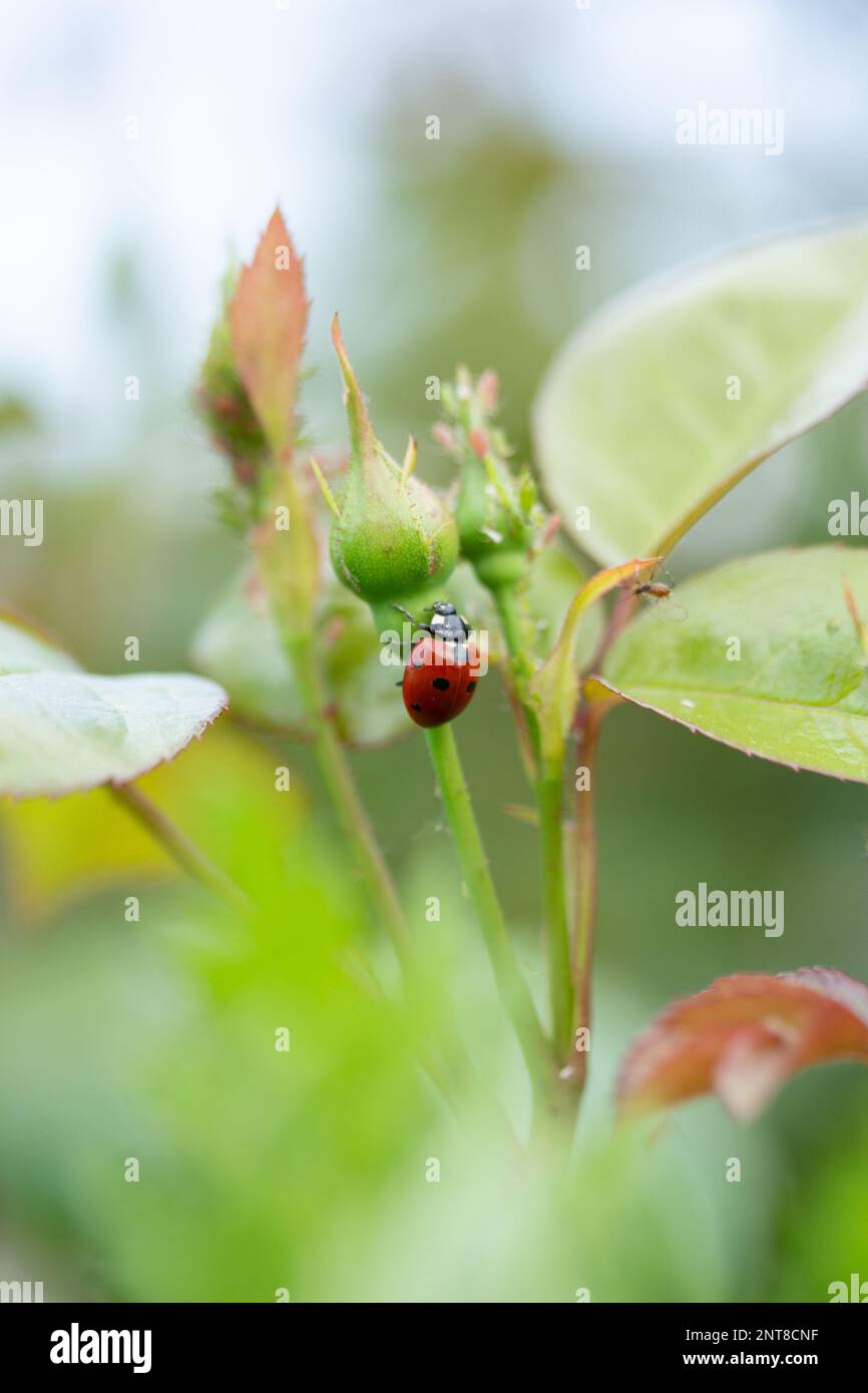 Ladybird in nature hi-res stock photography and images - Alamy