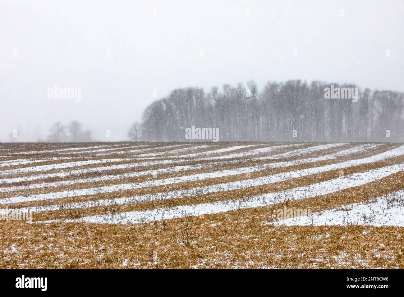 Farm fields planted in stripes with different crops on a back road in ...