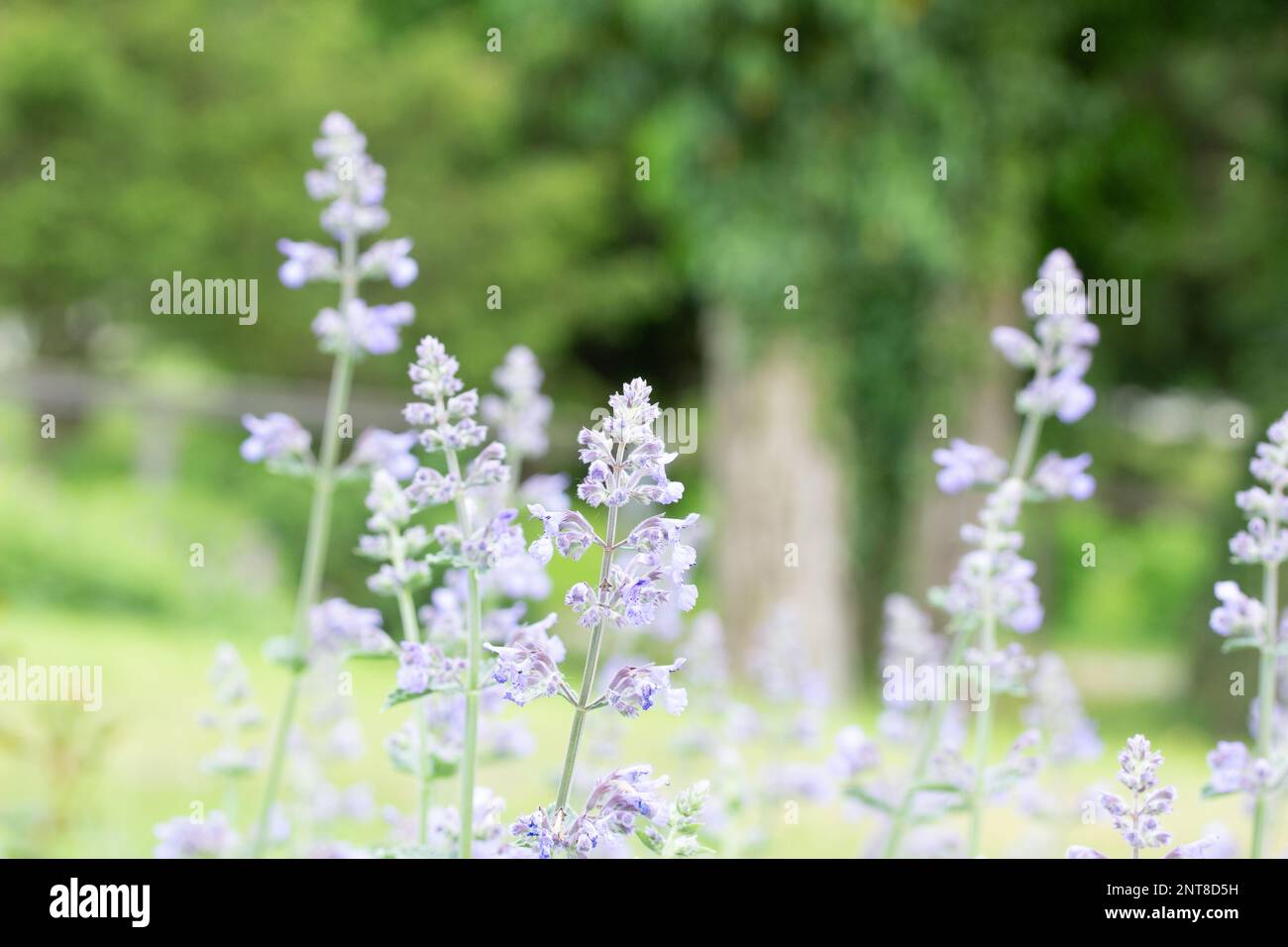 Lavender Flowers in Spring Stock Photo - Alamy