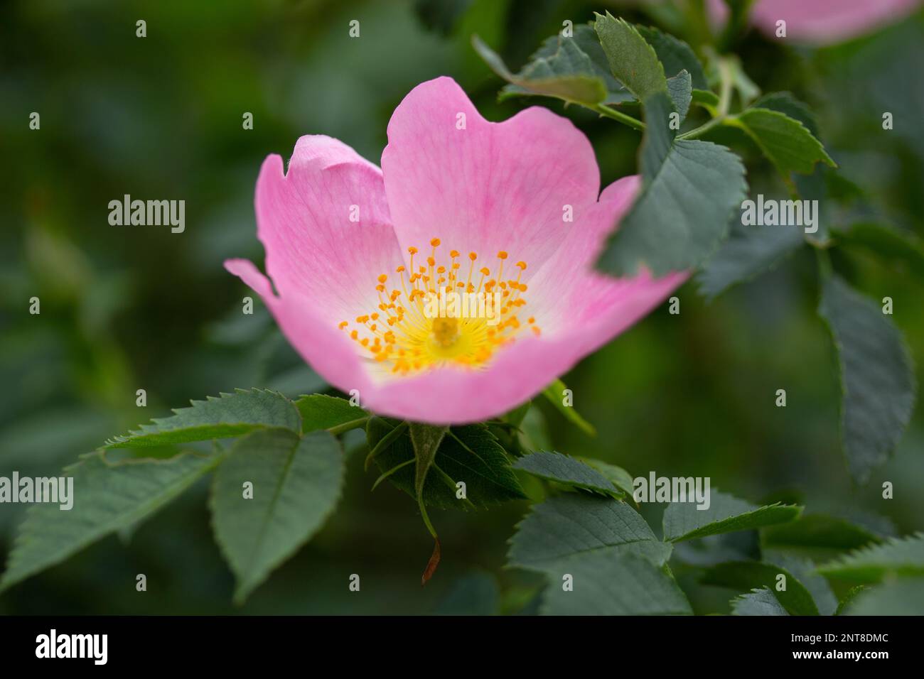 Pink Wild Rose in a Lush Garden in Spring Stock Photo - Alamy