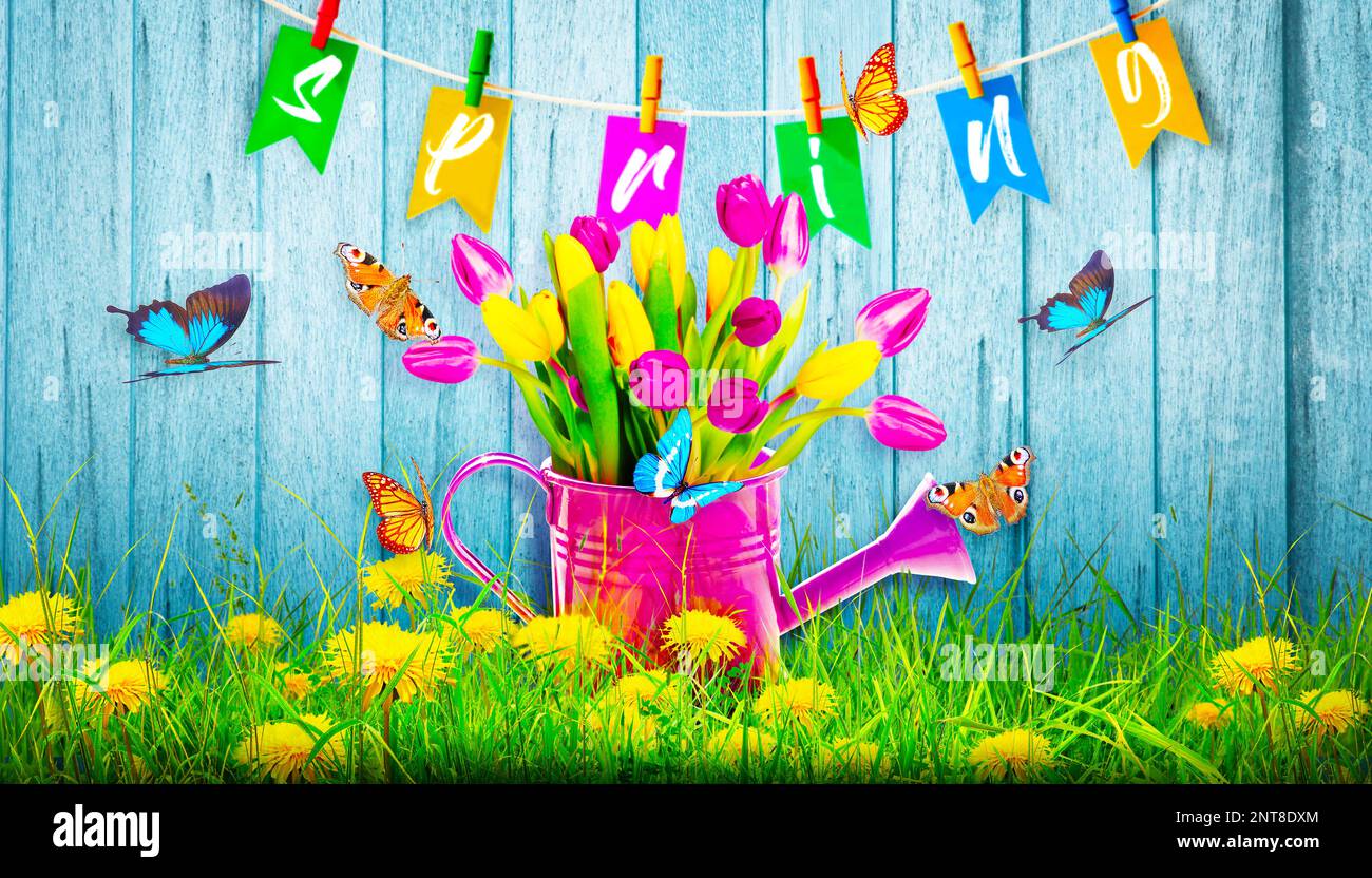 Spring flowers in watering can. Gardening tools and equipment Stock ...