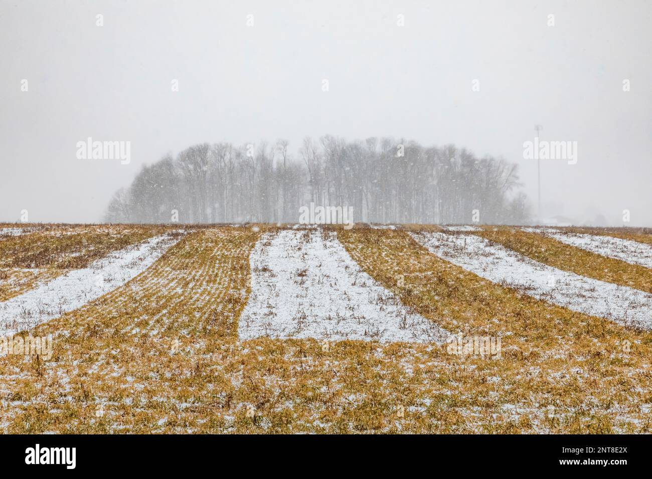 Strip cropping hi-res stock photography and images - Alamy