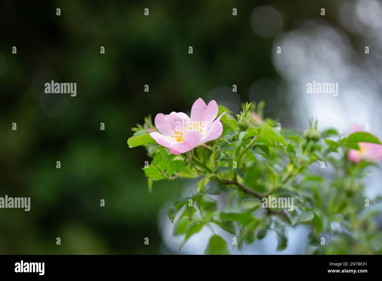 Lush pink rose hi-res stock photography and images - Alamy