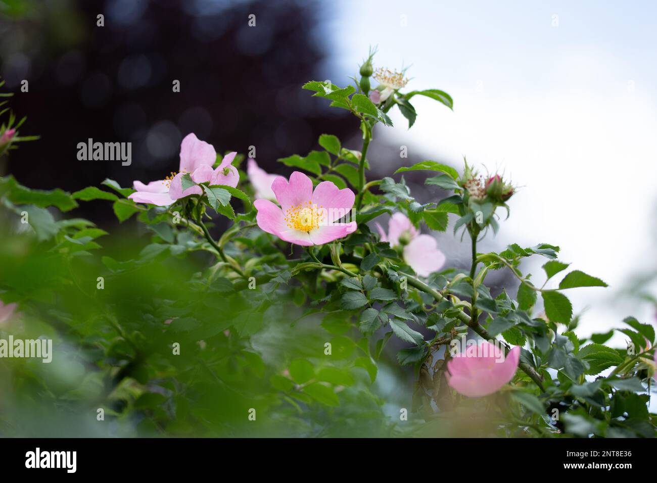 Pink Wild Roses in a Lush Garden in Spring Stock Photo - Alamy