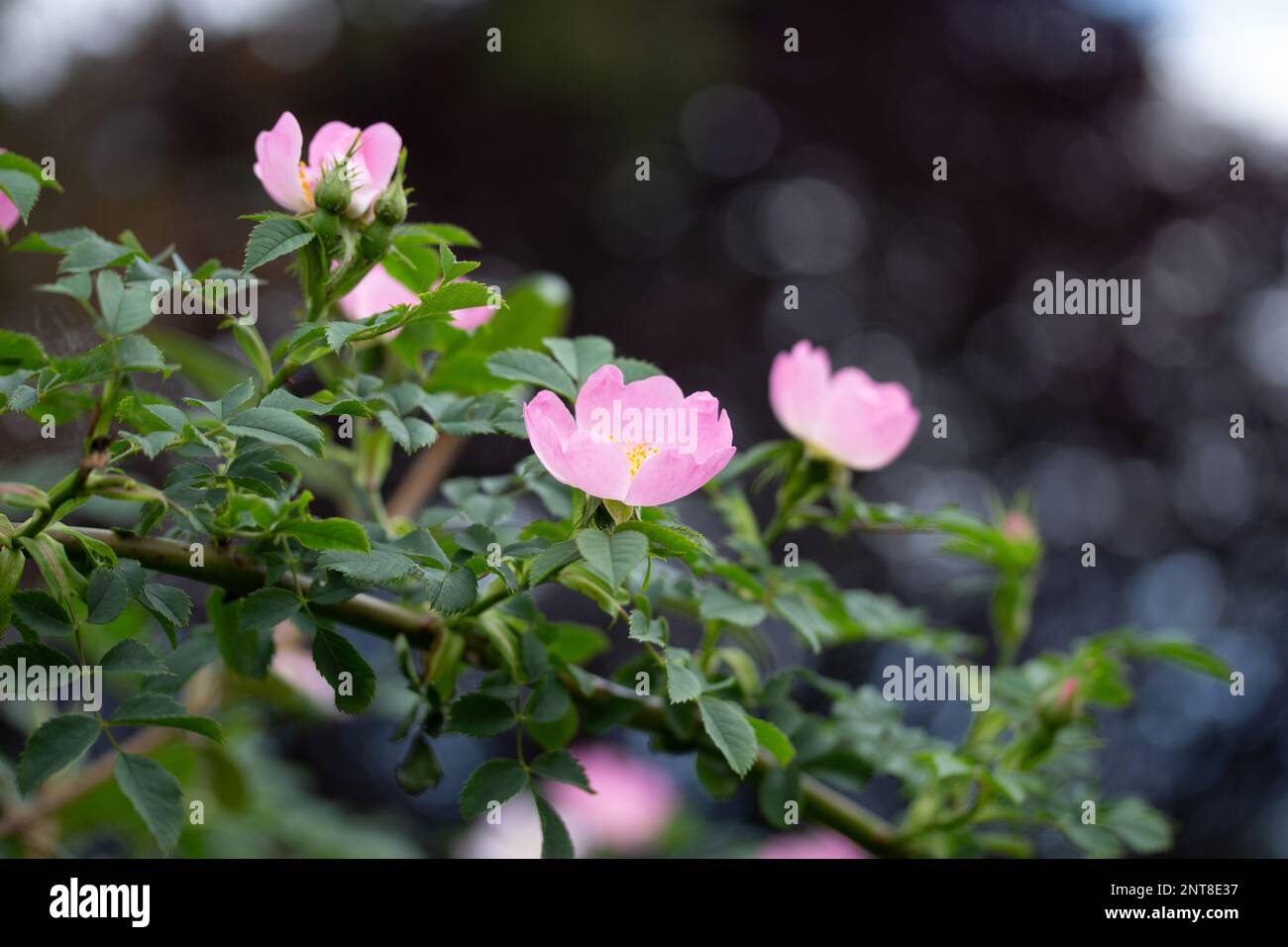 Pink Wild Rose in a Lush Garden in Spring Stock Photo - Alamy
