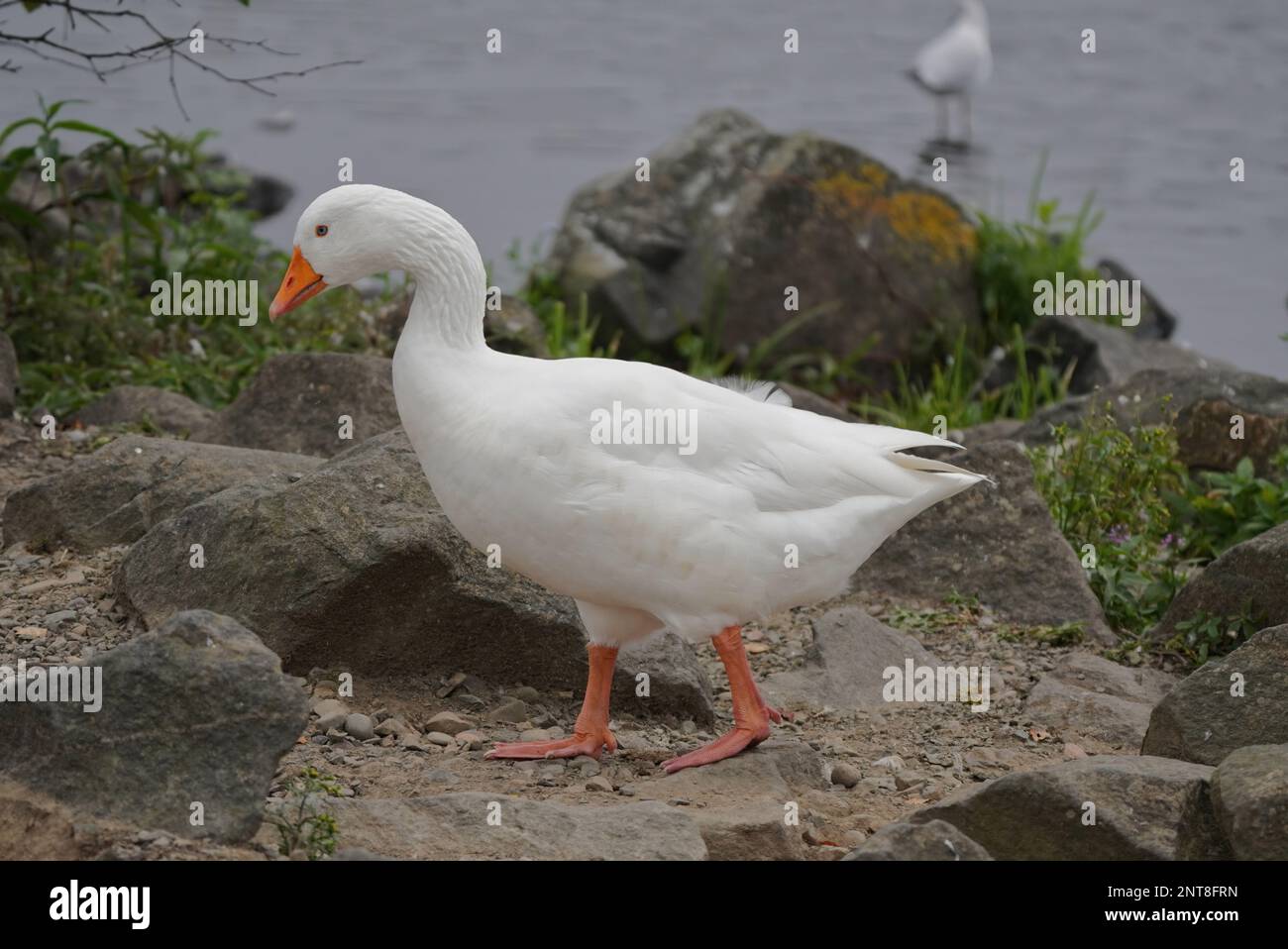 A white goose, sky blue eyes, orange beak and feet walking between ...