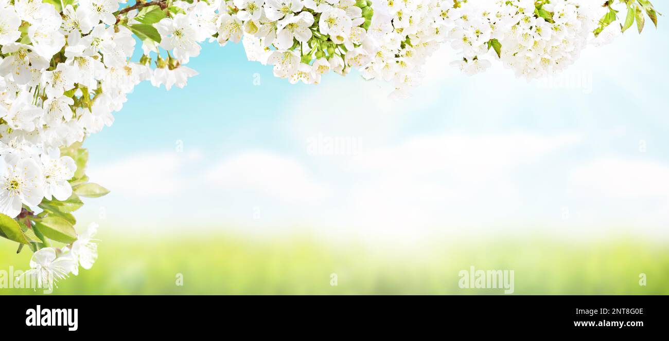 Spring banner background with copy space Stock Photo - Alamy