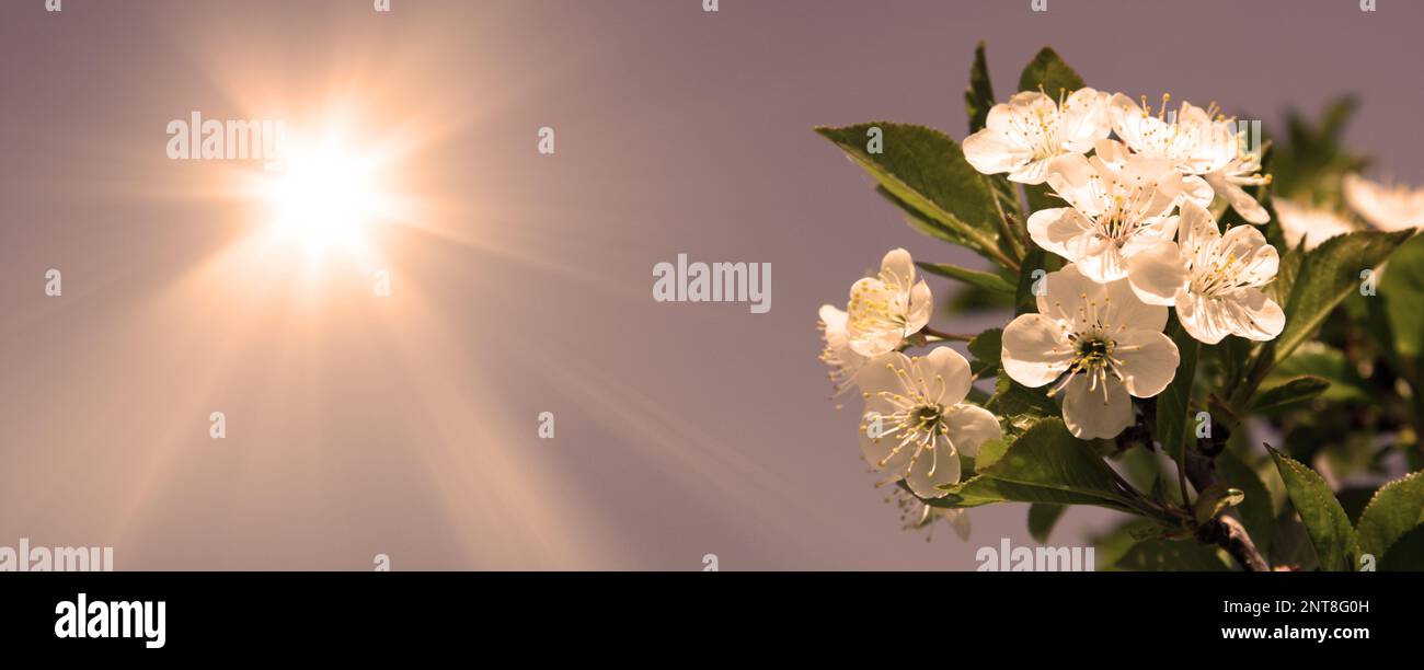 Beautiful nature scene with blooming flowers tree Stock Photo - Alamy