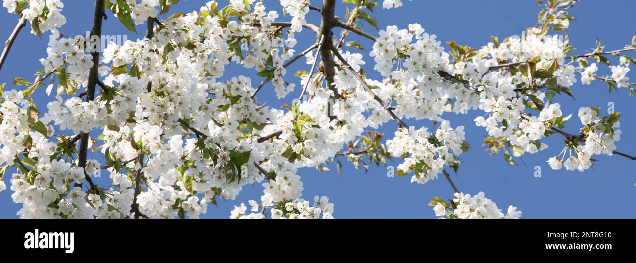 Beautiful nature scene with blooming flowers tree Stock Photo - Alamy
