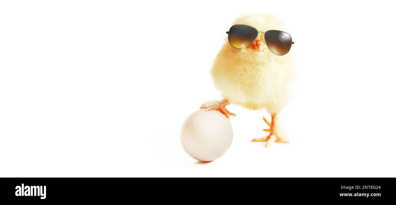 An Easter decoration with cool chicken. Easter holiday concept Stock ...