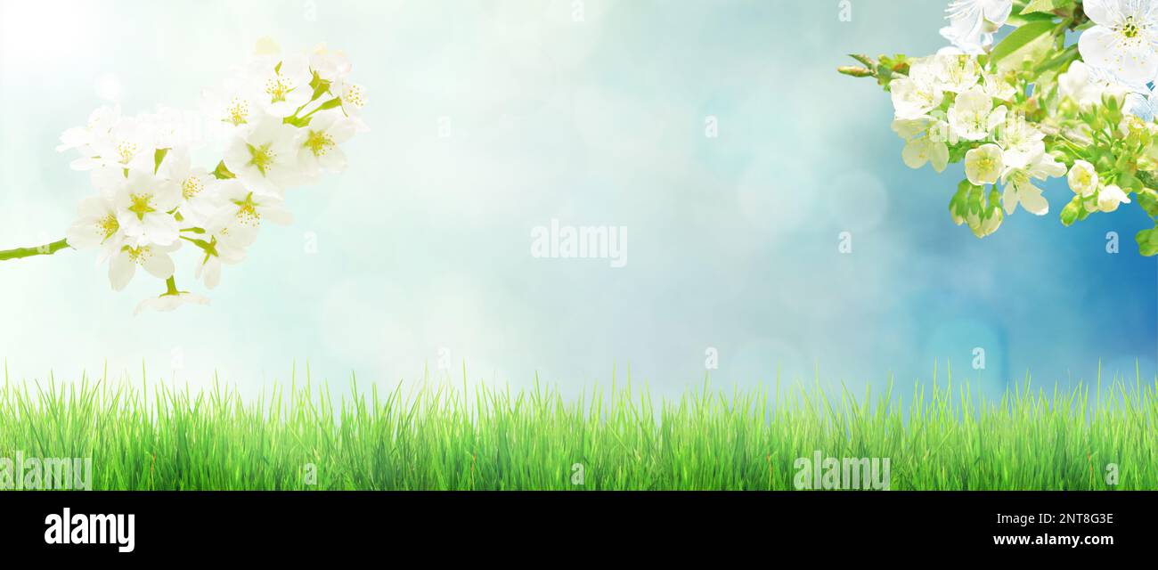 Spring banner background with copy space Stock Photo - Alamy