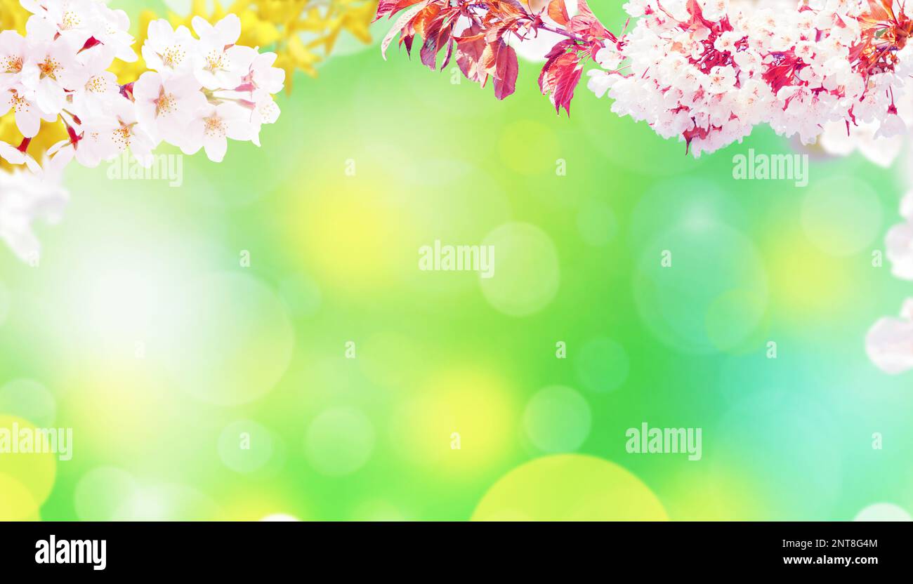 Spring banner background with copy space Stock Photo - Alamy