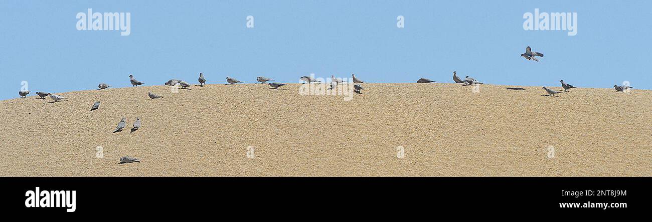 Doves feast on one of two giant piles of grain at Arizona Grain, 2554 E ...