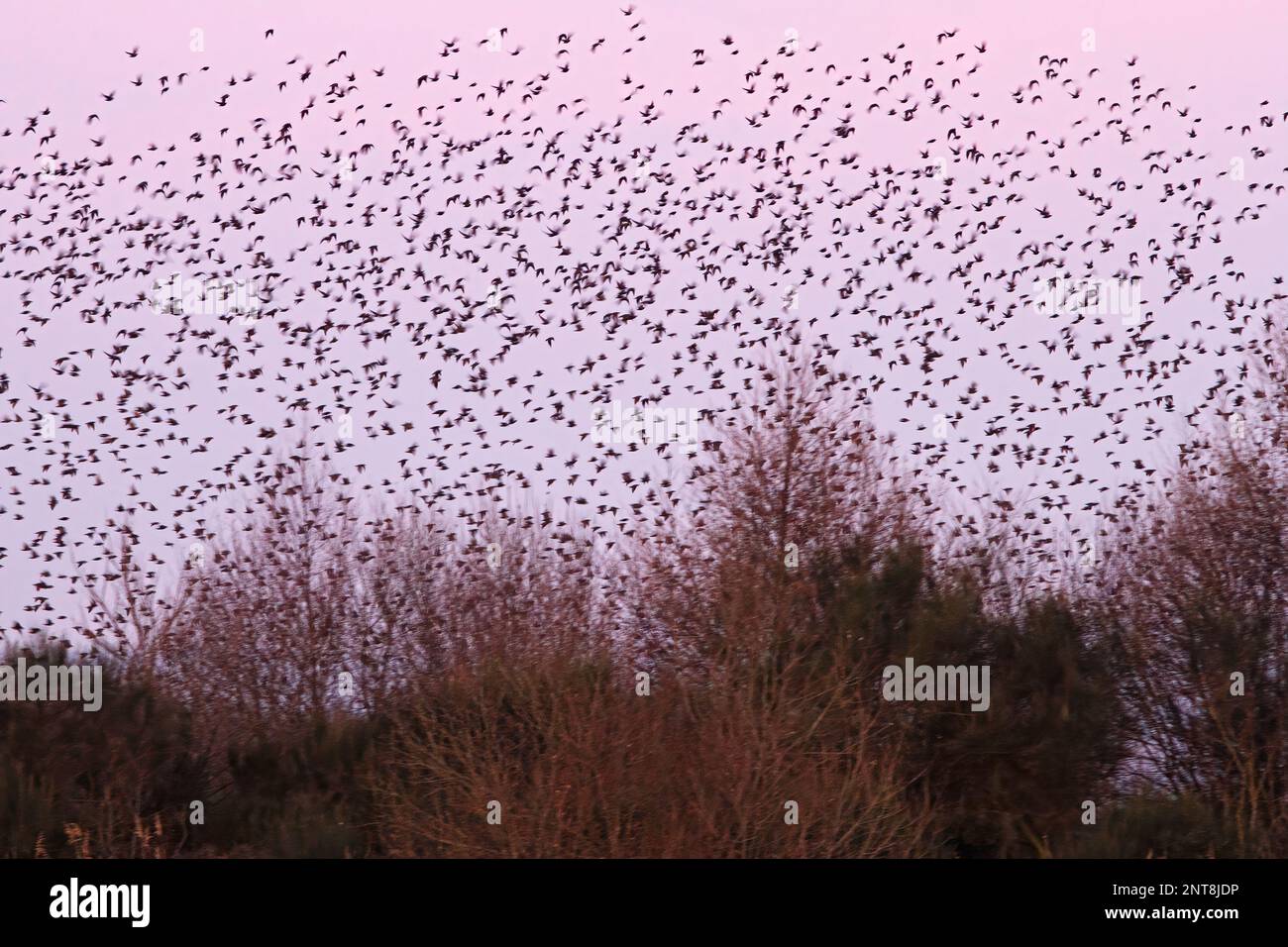 Mumuration hi-res stock photography and images - Alamy