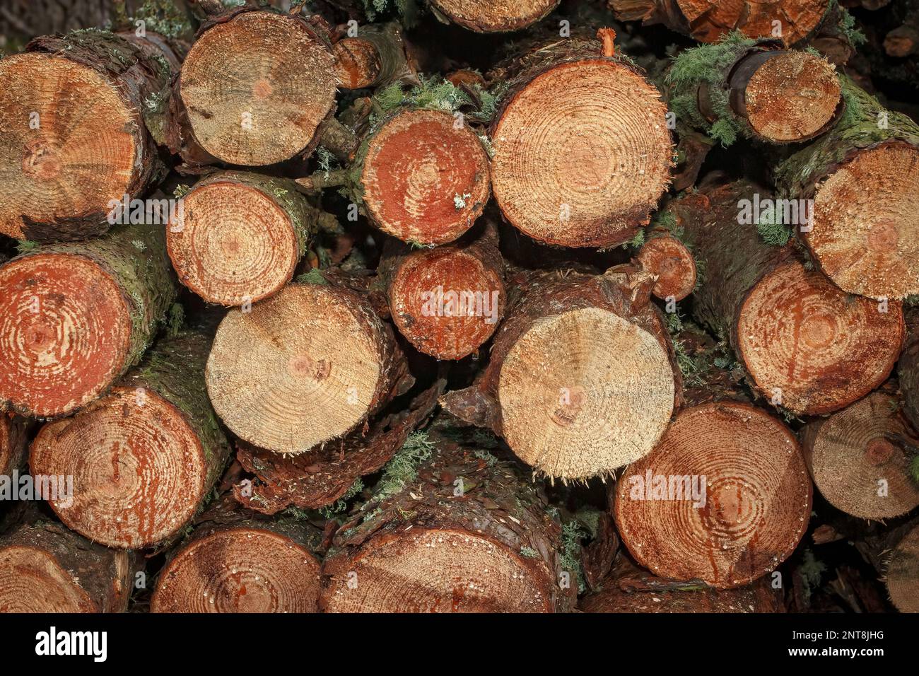 Firewood in the pine forest hi-res stock photography and images - Alamy
