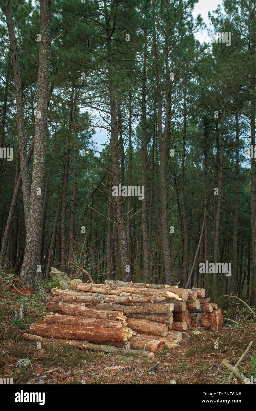 Logs stacked in the middle of the forest Stock Photo - Alamy