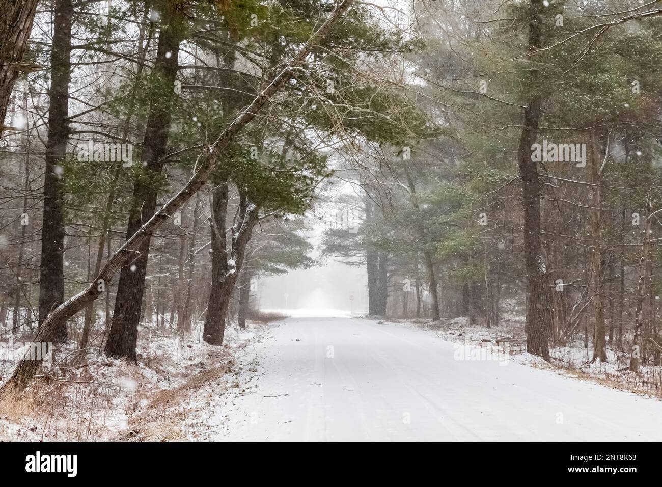 Road through a tunnel of Eastern White Pine trees on a back road in ...