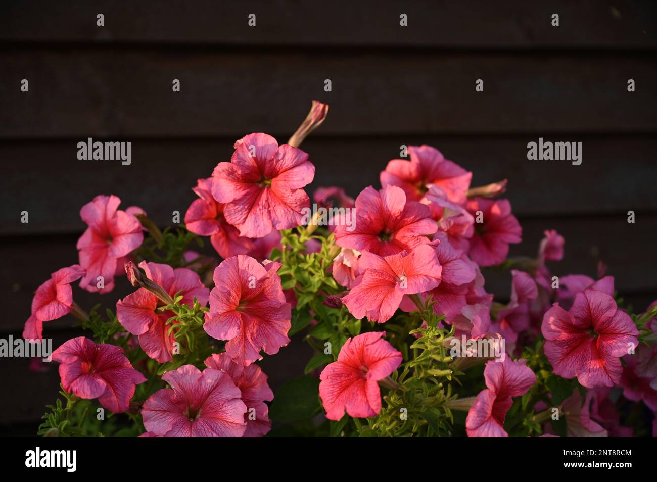 Wallpaper petunia flower hi-res stock photography and images - Alamy
