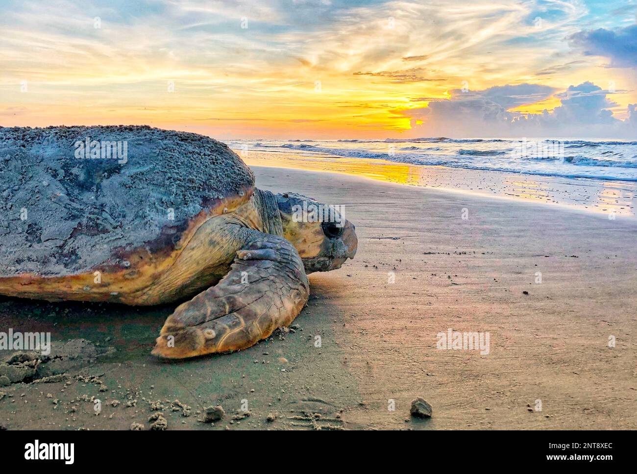 In this June 30, 2019, photo provided by the Georgia Department of ...