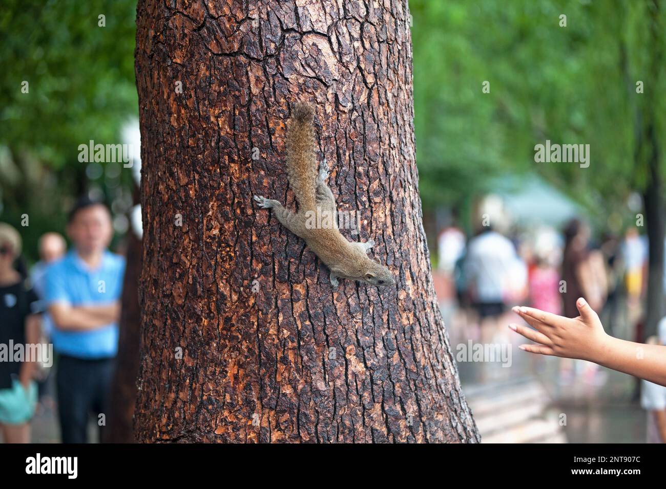 Climbing down a tree hi-res stock photography and images - Alamy