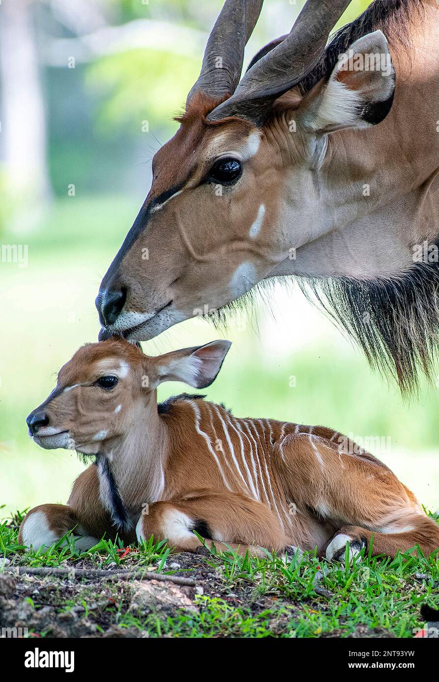 In this undated photo provided by Zoo Miami, a baby Giant Eland is ...