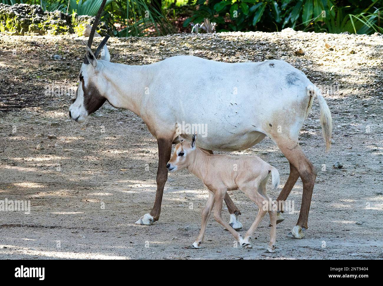 In this undated photo provided by Zoo Miami, a baby Arabian Oryx, is ...