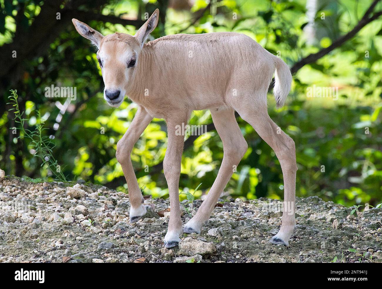 In this undated photo provided by Zoo Miami, a baby Arabian Oryx, is ...