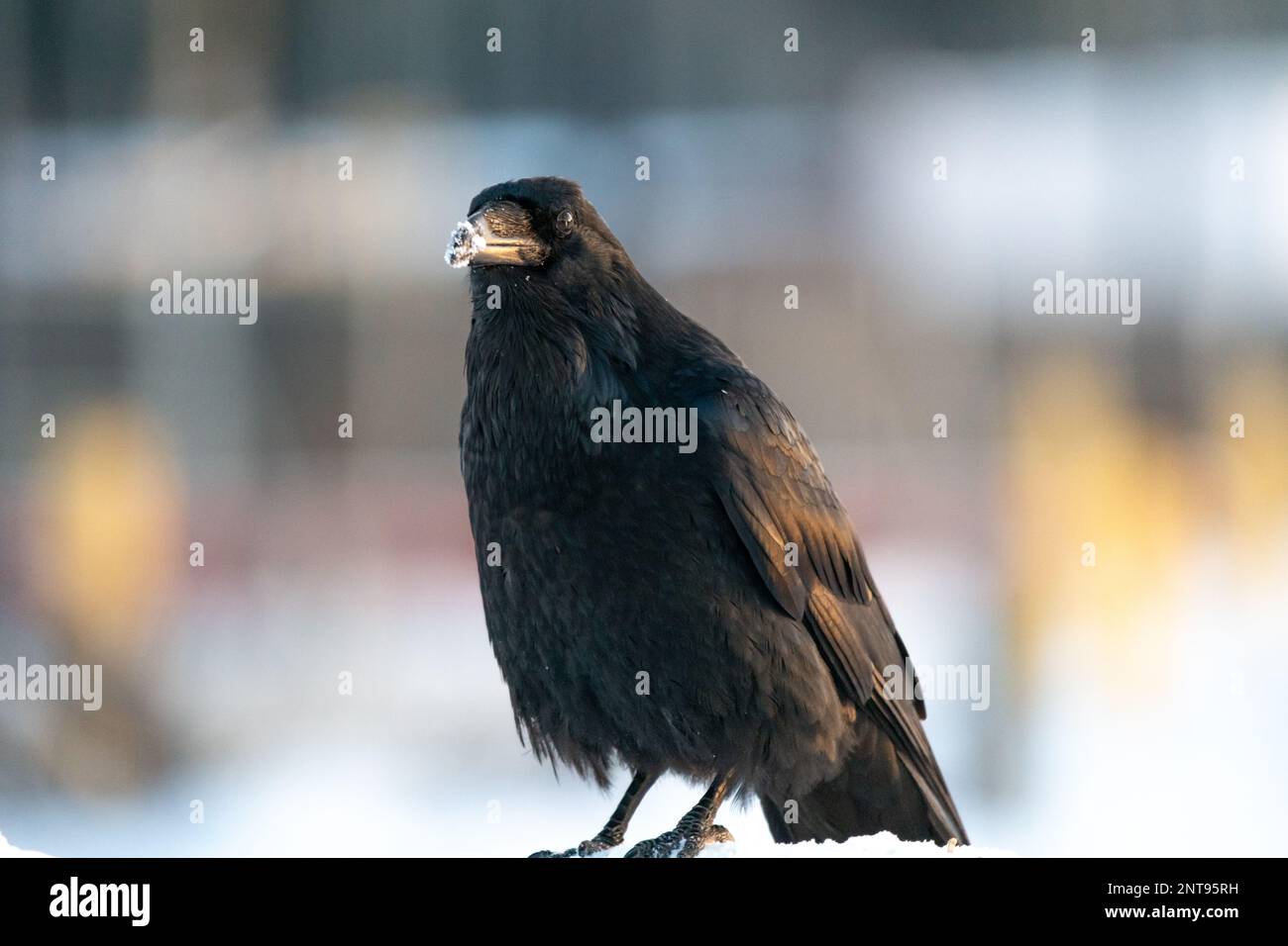 Single raven seen in outdoor wild environment with blurred background ...