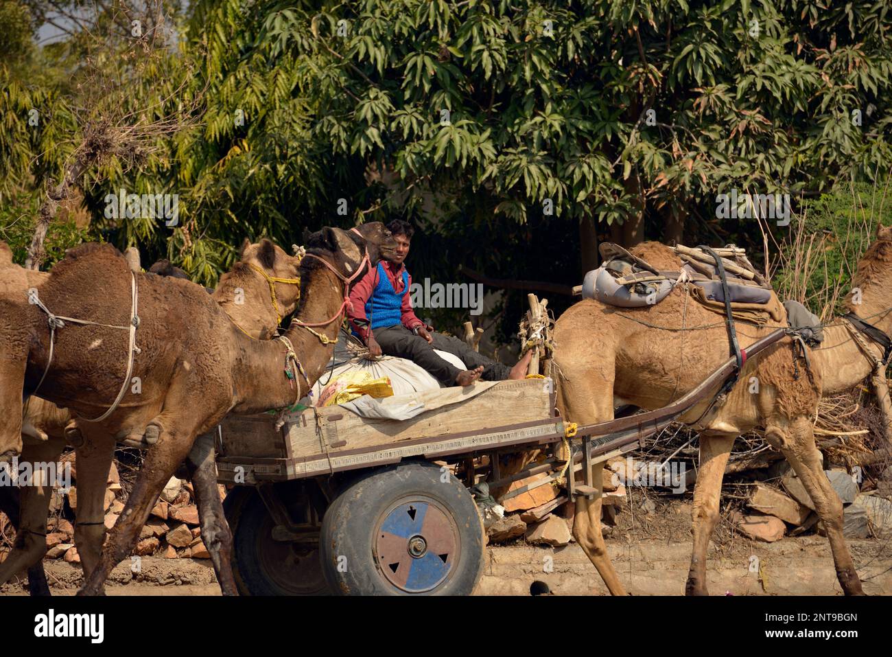 Camel pulling cart hi-res stock photography and images - Alamy