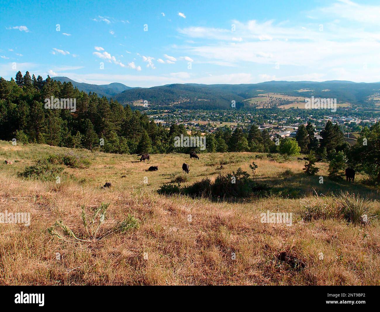 Since 2003 the city of Spearfish has allowed grazing on Lookout ...