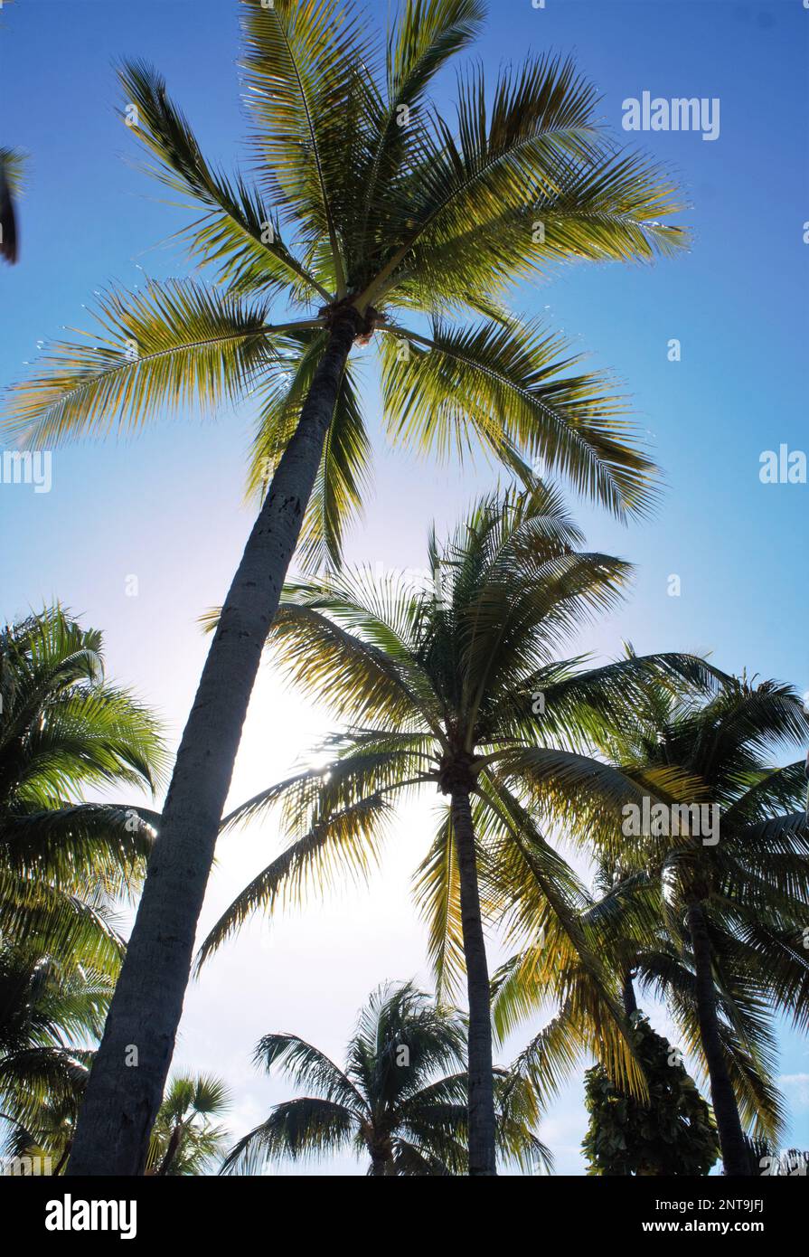 Palm Trees in Bahamas Stock Photo - Alamy