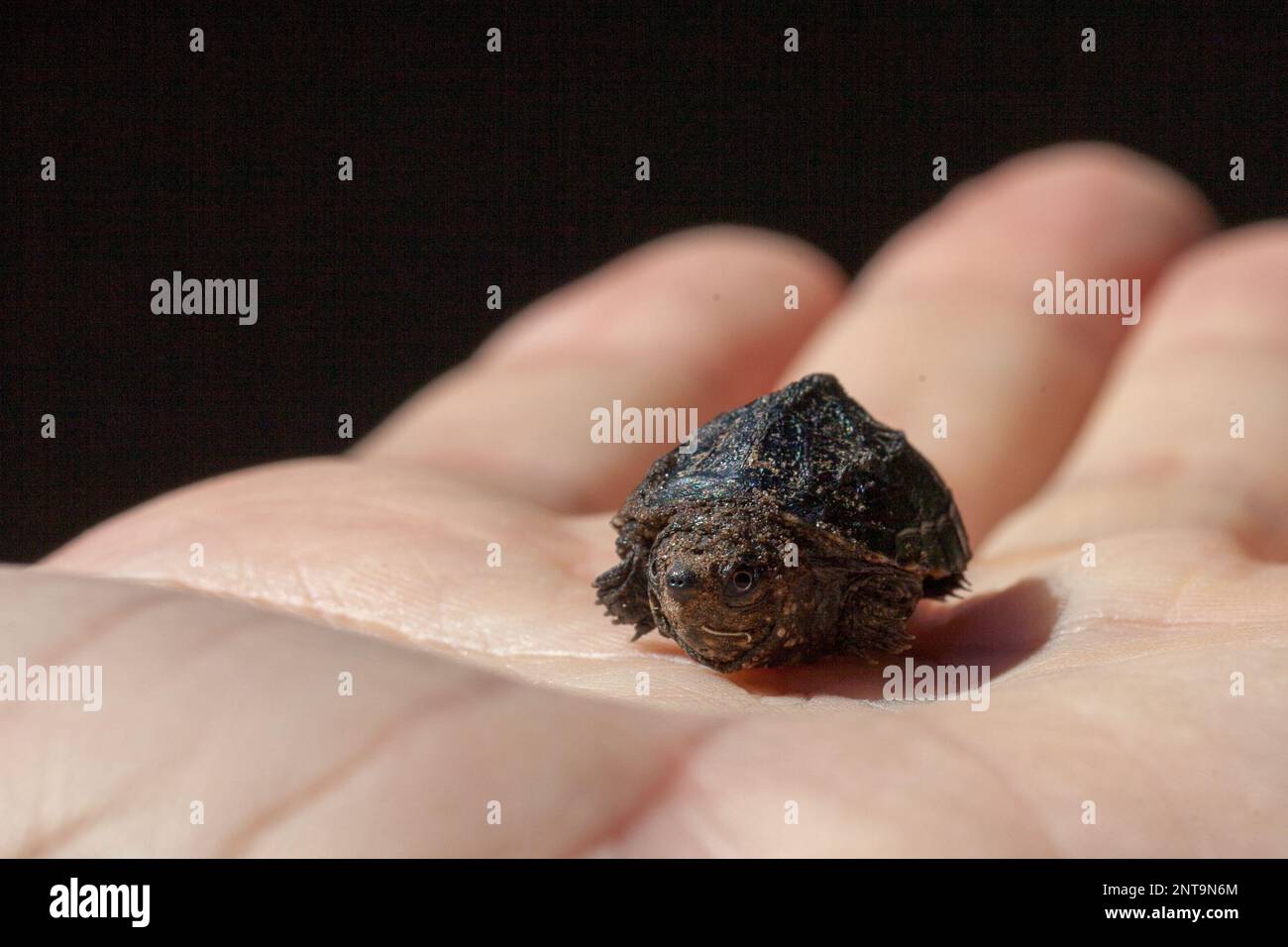 Hatchling snapping turtle chelydra serpentina hi-res stock photography ...