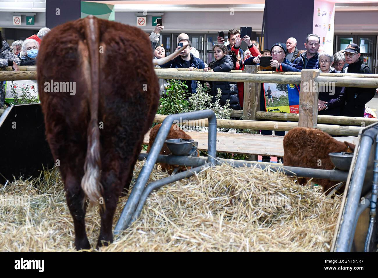 Illustration view with a cow (bovines, cows) during the 59th edition of ...