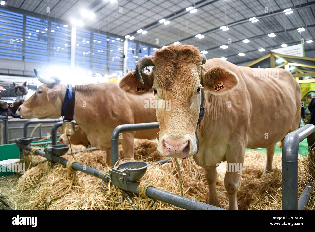 Illustration view with a cow (bovines, cows) during the 59th edition of ...